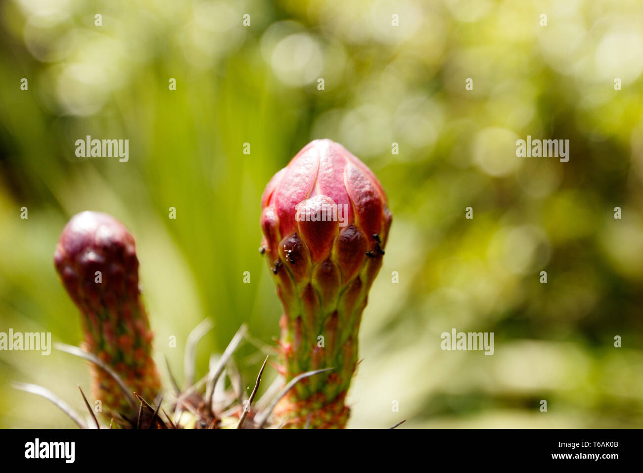 Bouquet ting hi-res stock photography and images - Alamy