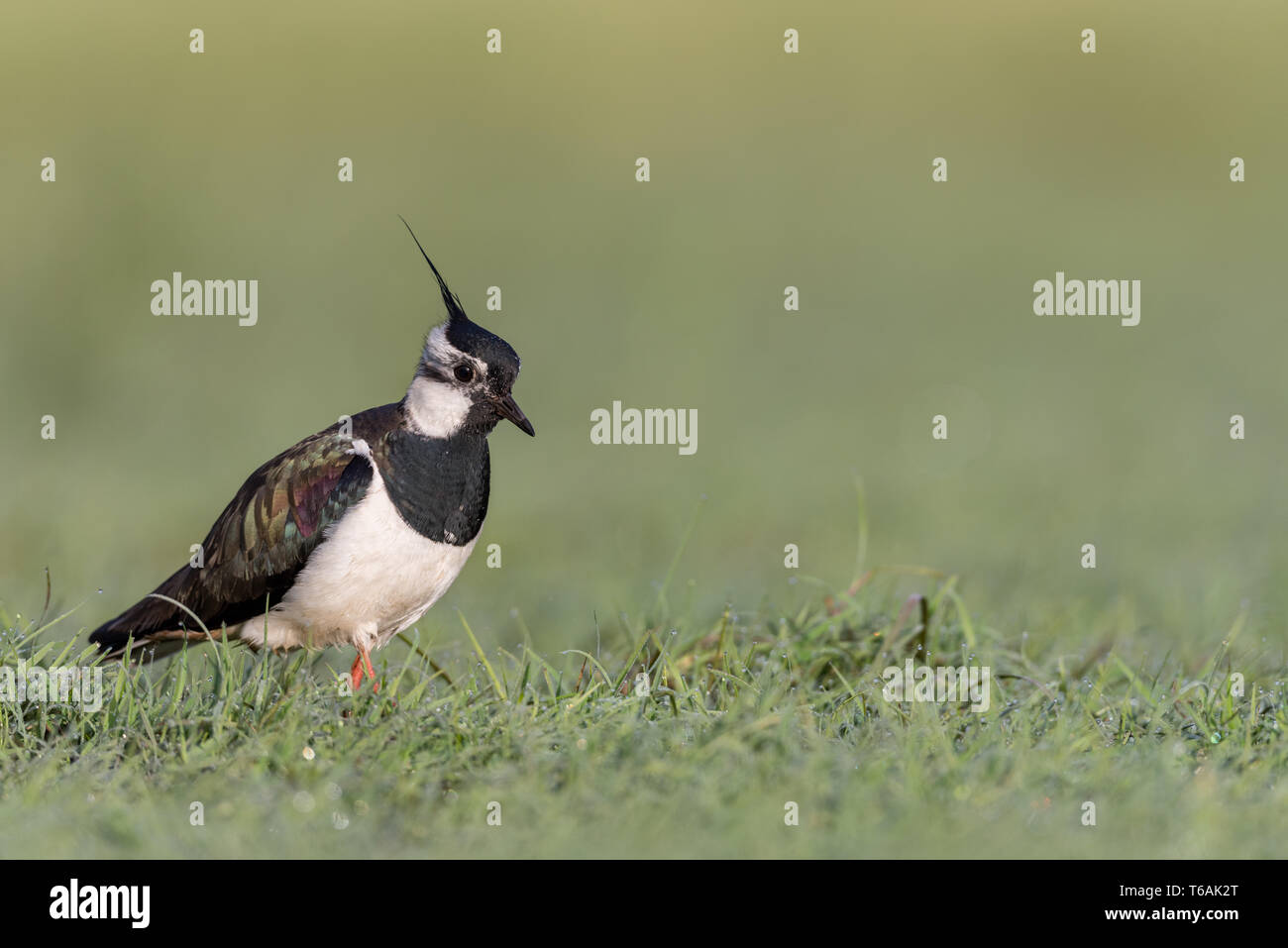 Pewit hi-res stock photography and images - Alamy