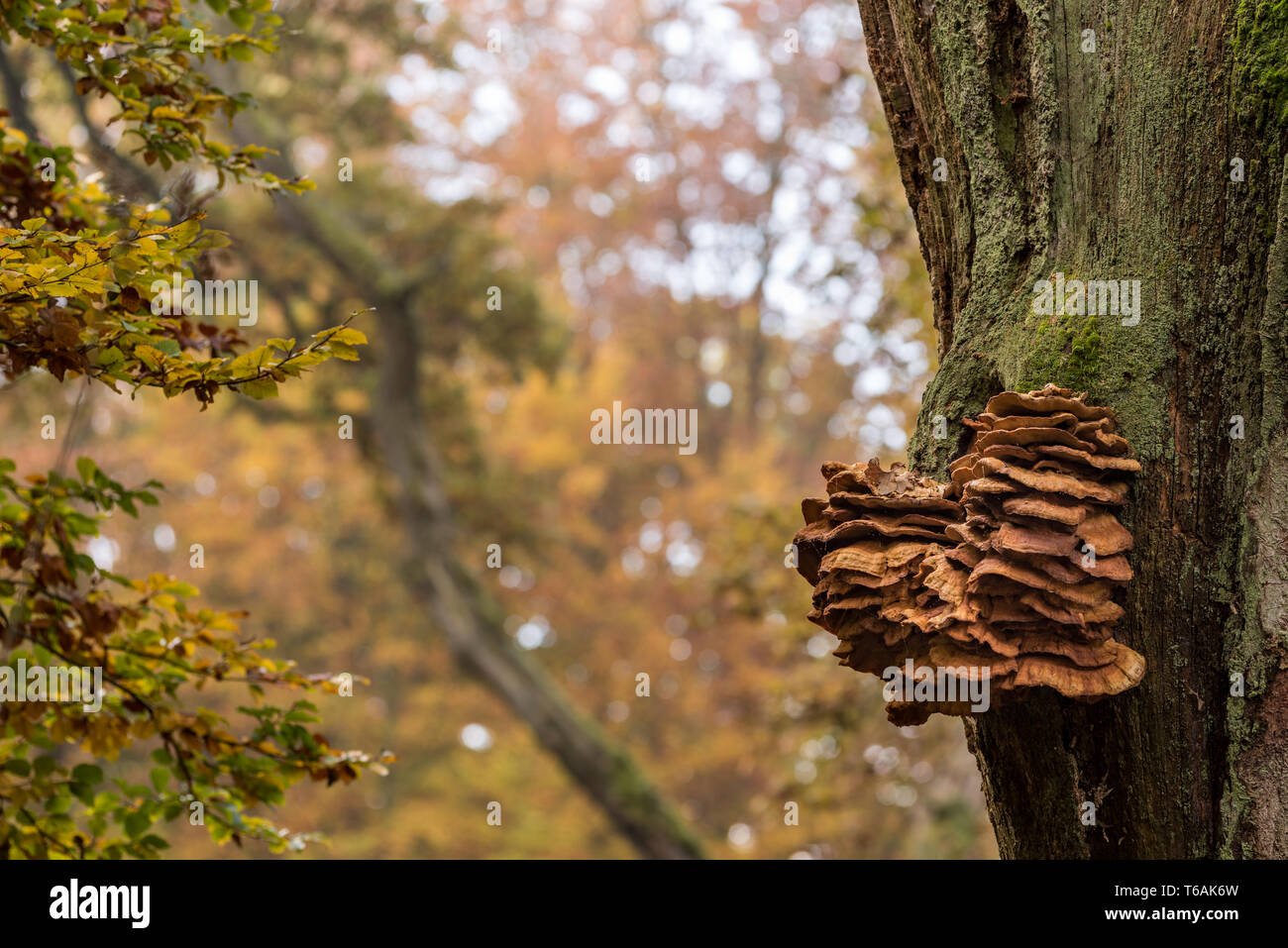 Forest Sababurg Germany Stock Photo - Alamy