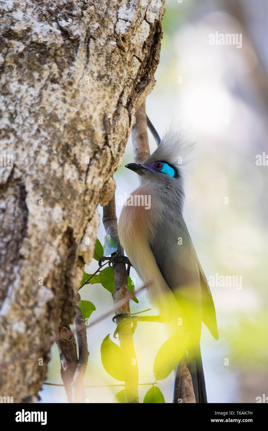 Crested coua bird (Coua cristata) Madagascar Stock Photo - Alamy