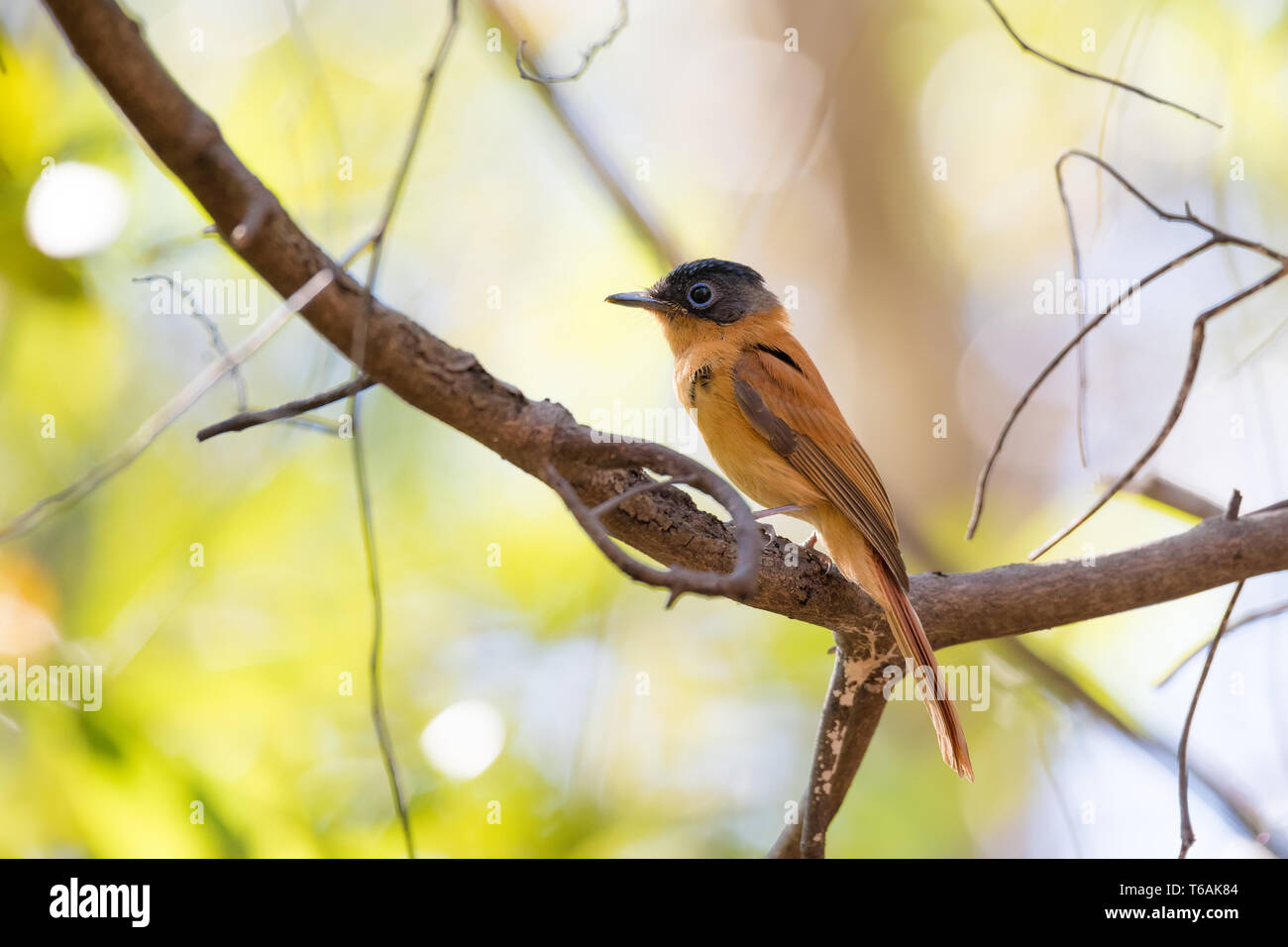 Madagascar bird Paradise-flycatcher, Terpsiphone mutata Stock Photo - Alamy