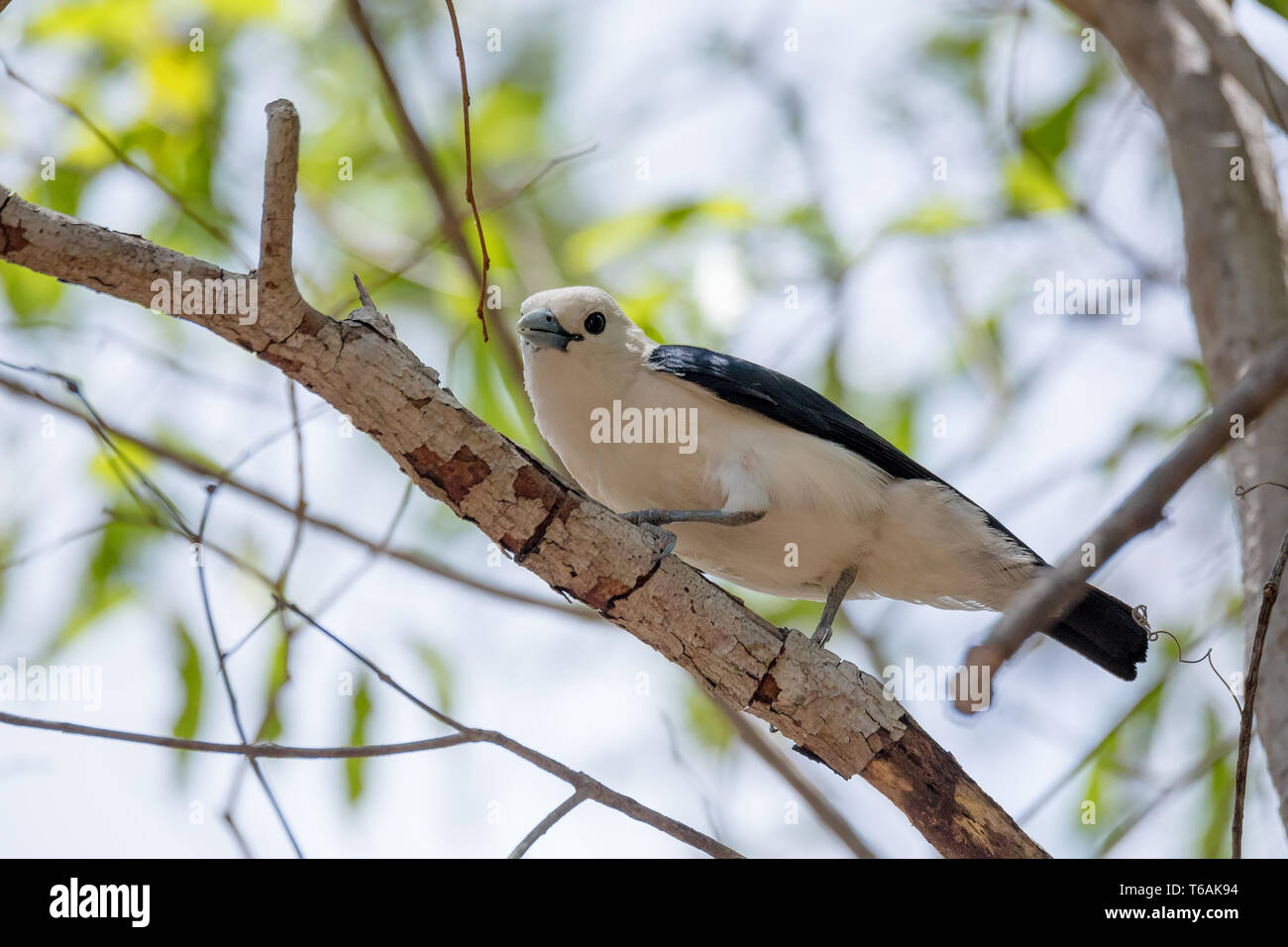 Endemic bird white-headed vanga Madagascar Stock Photo - Alamy