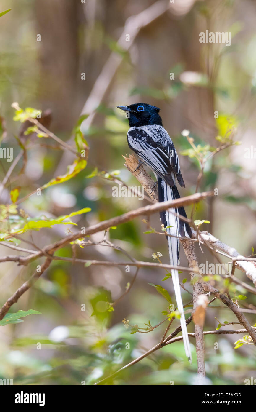 Madagascar bird Paradise-flycatcher, Terpsiphone mutata Stock Photo - Alamy