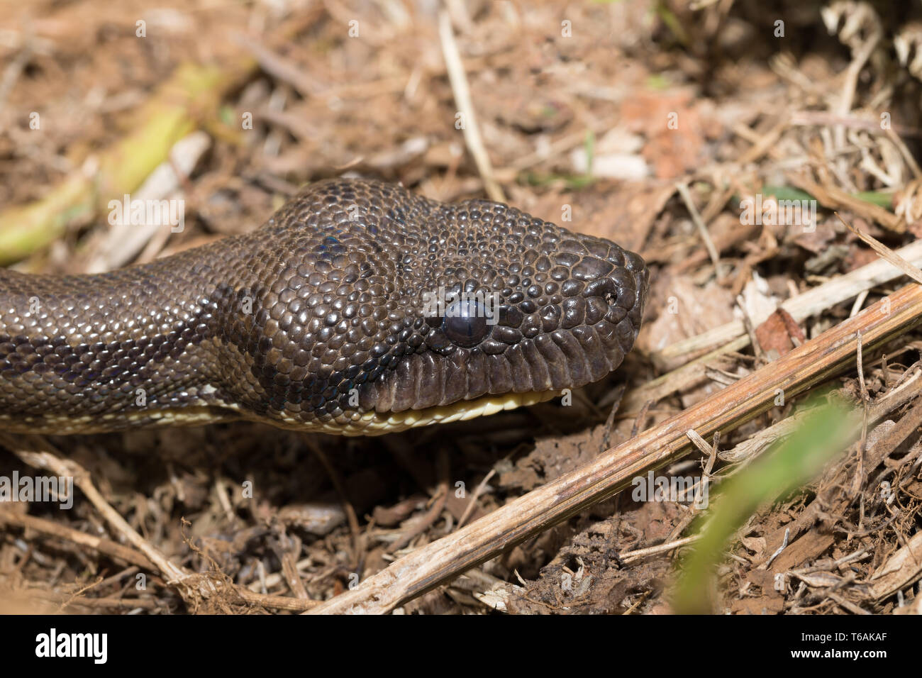 madagascar tree boa, Sanzinia madagascariensis Stock Photo - Alamy