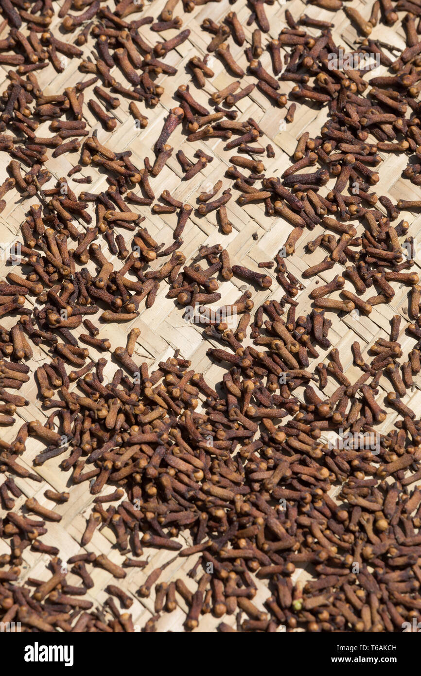 drying flower buds from clove spice Stock Photo - Alamy
