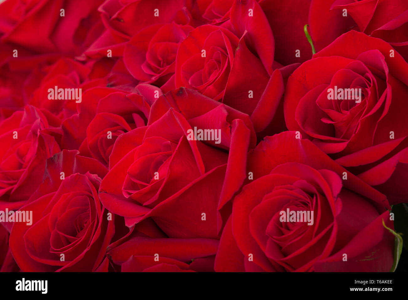 Bouquet of fresh red roses Stock Photo - Alamy