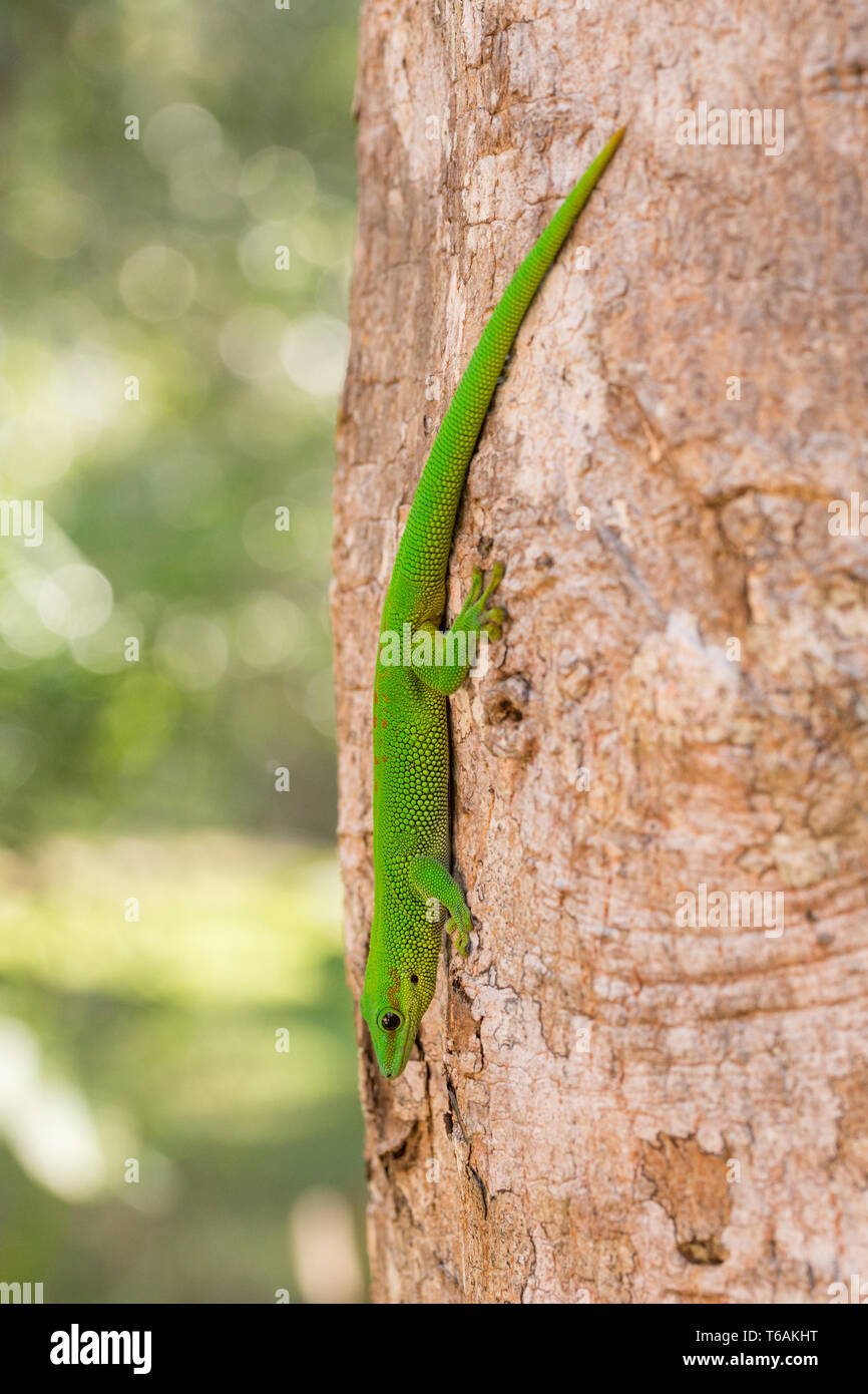 Phelsuma madagascariensis day gecko, Madagascar Stock Photo - Alamy