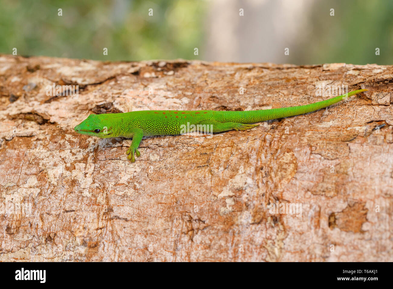 Phelsuma madagascariensis day gecko, Madagascar Stock Photo - Alamy