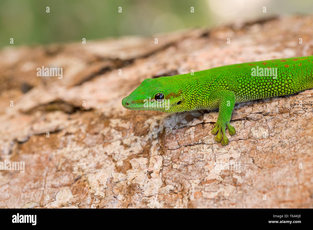 Phelsuma madagascariensis day gecko, Madagascar Stock Photo - Alamy