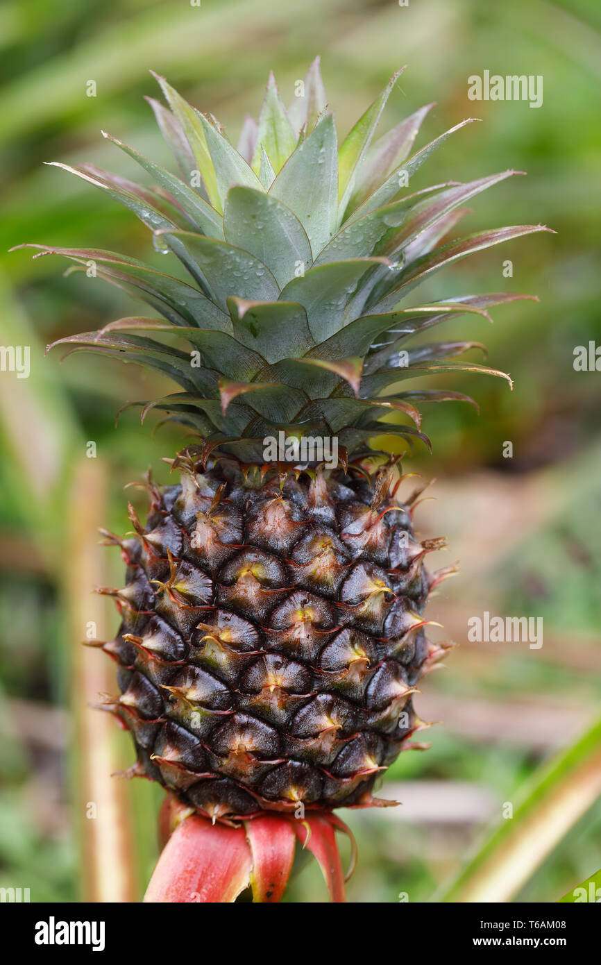 Pineapple tropical fruit in garden, madagascar Stock Photo - Alamy