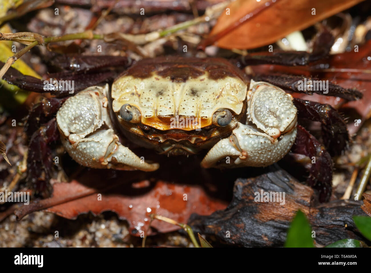 Forest Crab or forest tree climbing Crab Madagascar Stock Photo - Alamy