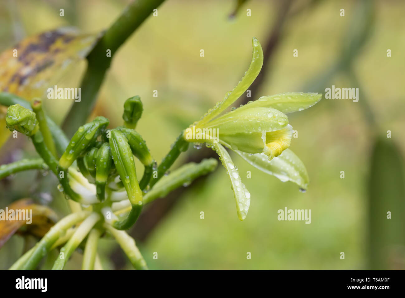 Vanilla planifolia plants hi-res stock photography and images - Alamy