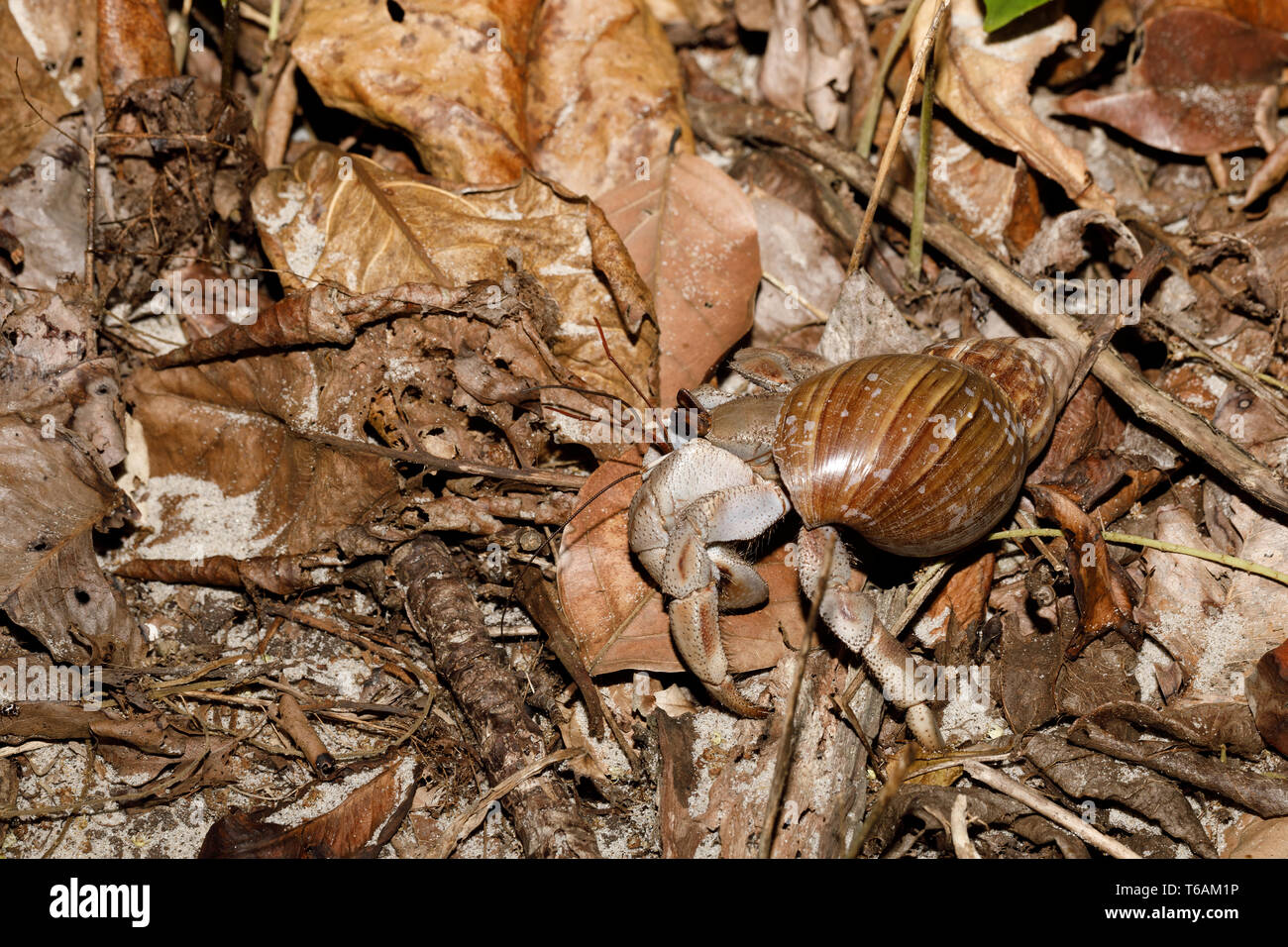 big hermit crab with snail shell Madagascar Stock Photo - Alamy