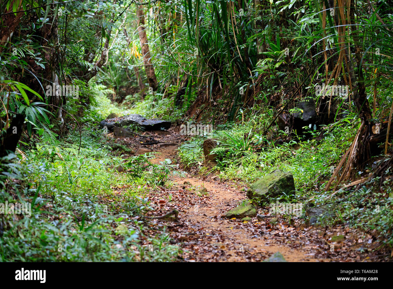 Landscape of Masoala National Park, Madagascar Stock Photo - Alamy
