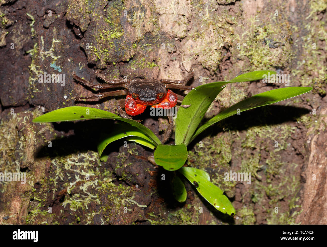 Forest Crab or Tree climbing Crab Madagascar Stock Photo - Alamy