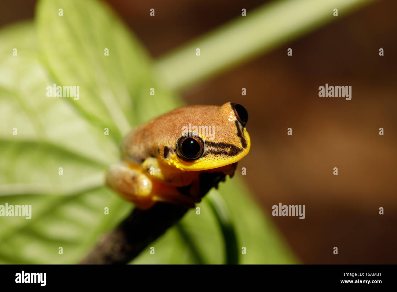 Small yellow tree frog from boophis family, madagascar Stock Photo - Alamy