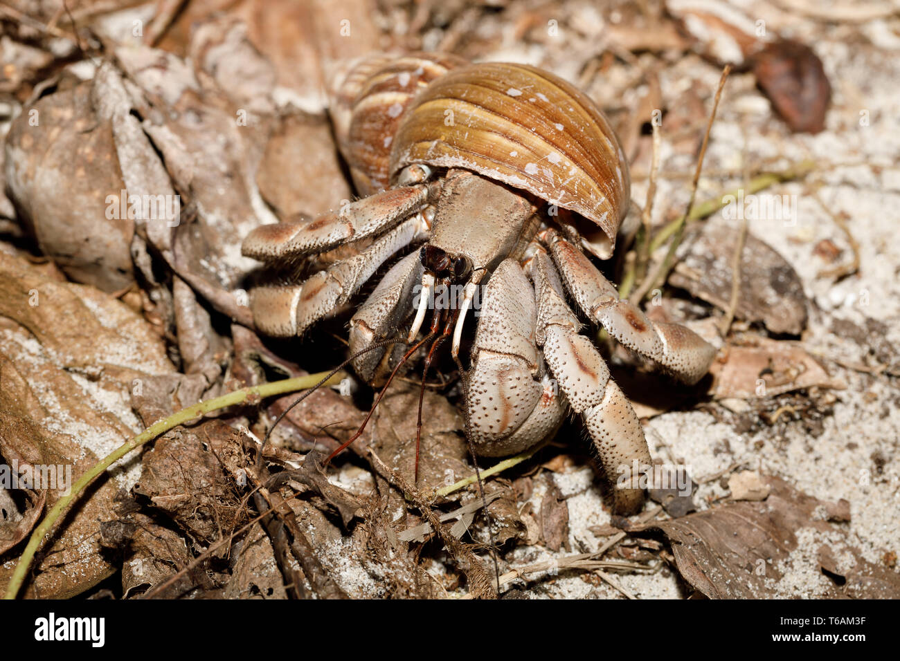 big hermit crab with snail shell Madagascar Stock Photo - Alamy