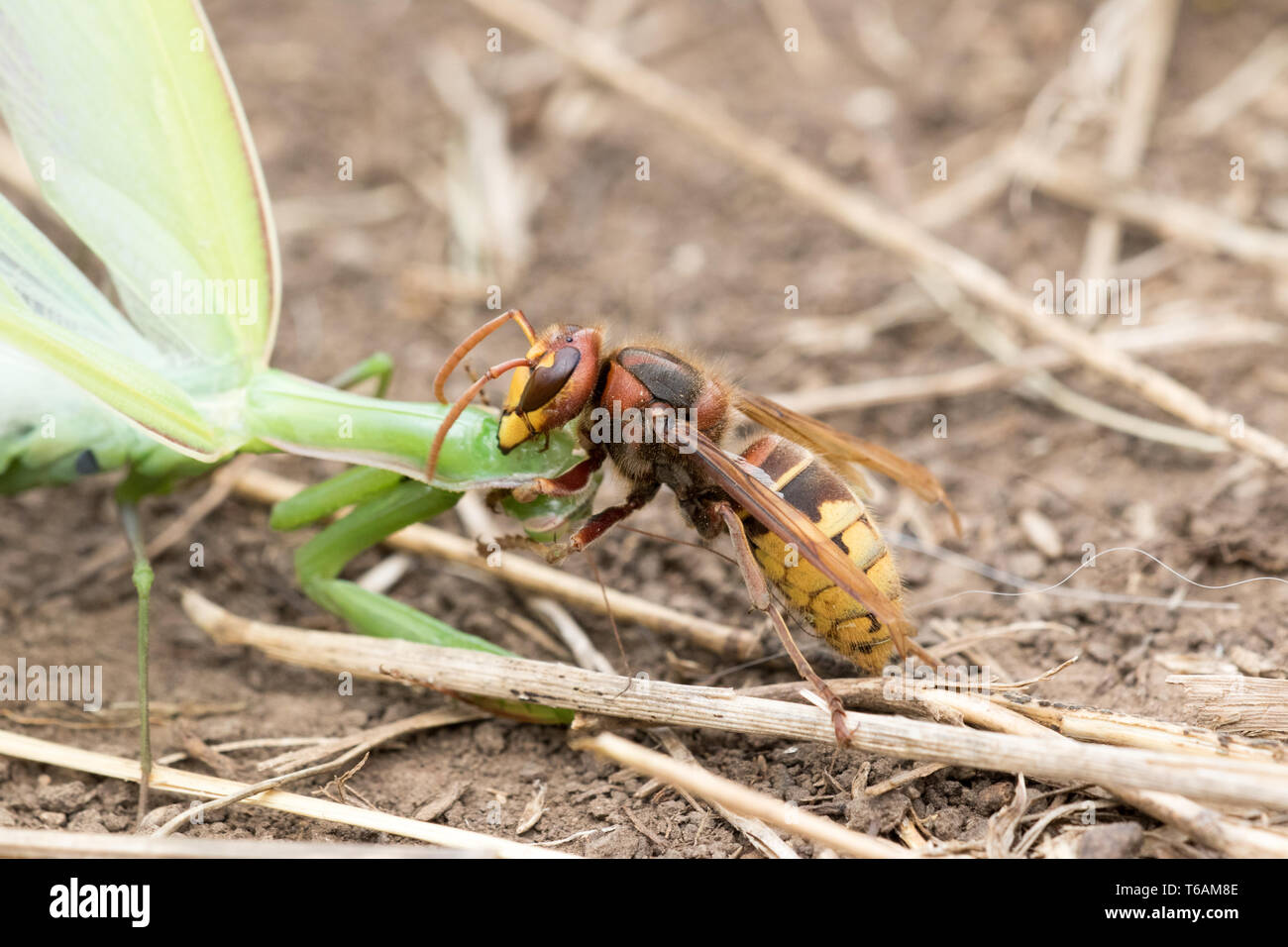 Fight between hornet and praying mantis Stock Photo - Alamy