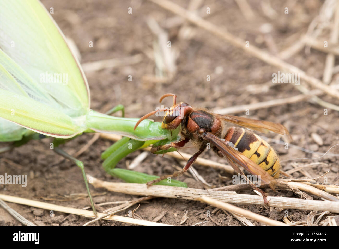Fight between hornet and praying mantis Stock Photo - Alamy