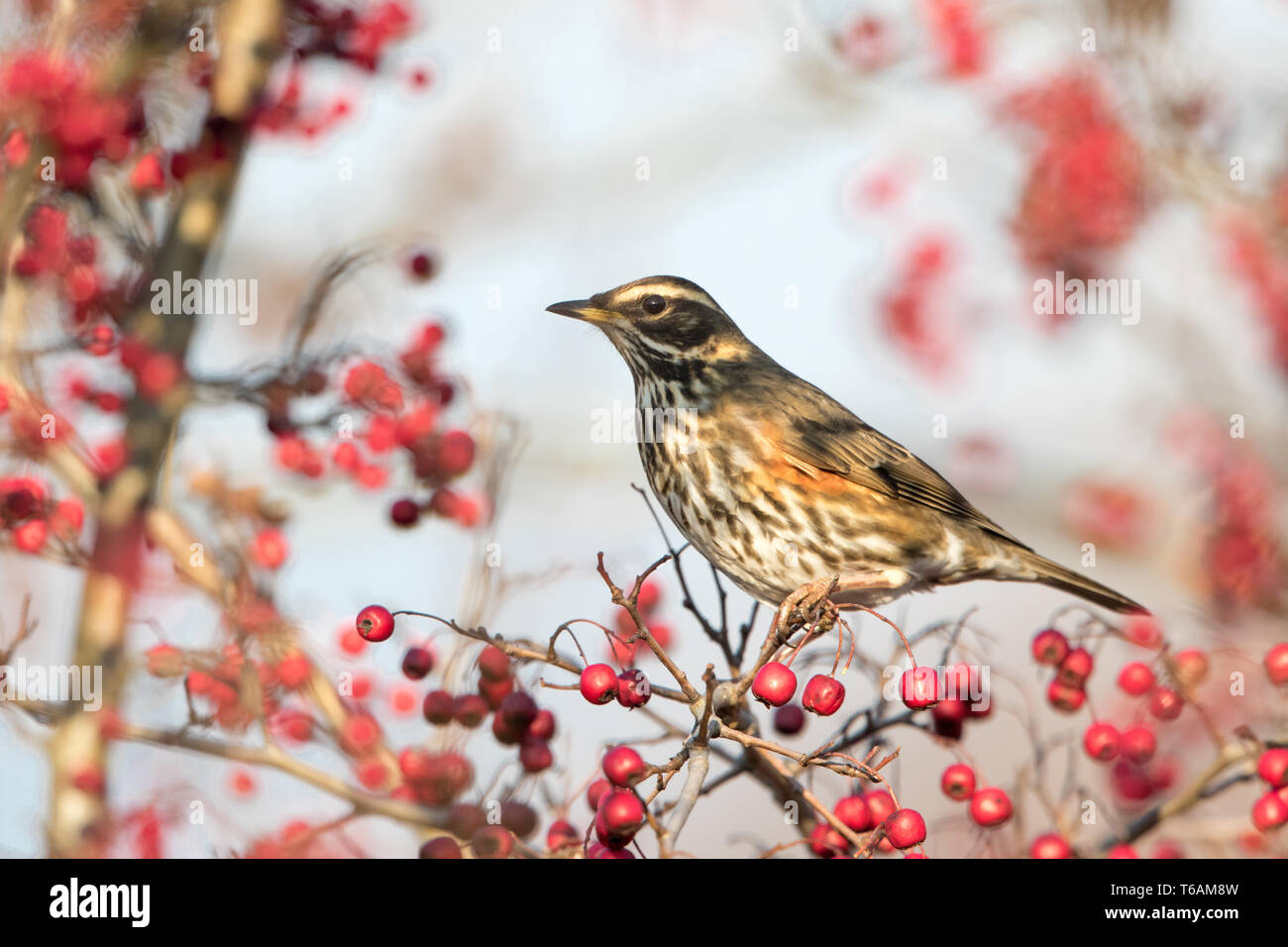 Redwing hi-res stock photography and images - Alamy