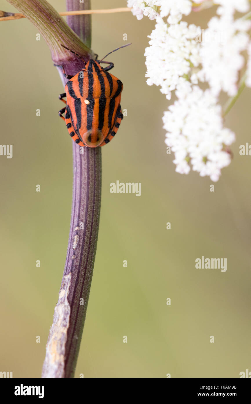 Striped bugs hi-res stock photography and images - Alamy