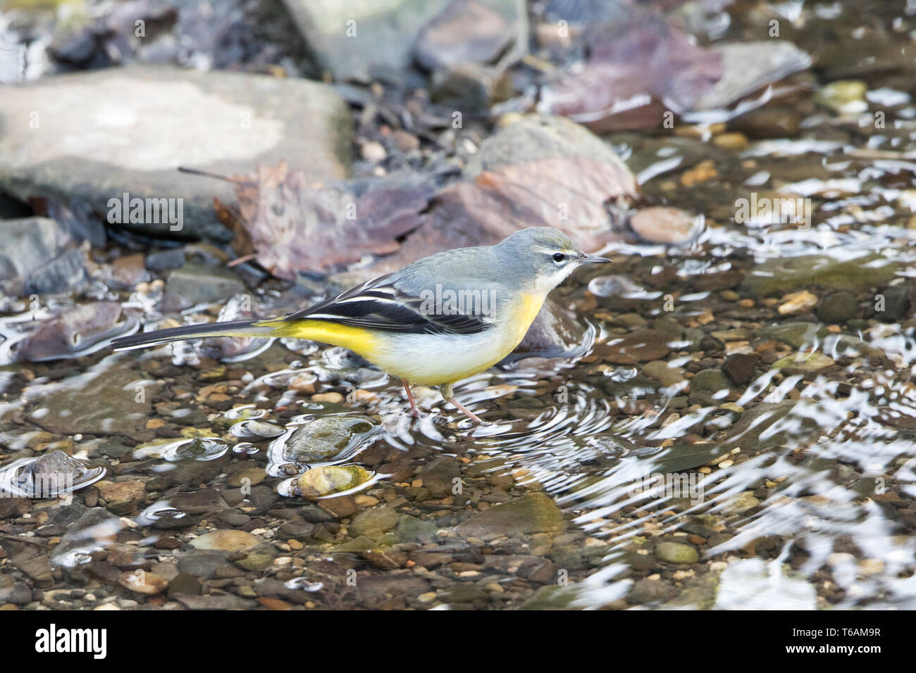 Grey wagtail europe hi-res stock photography and images - Alamy