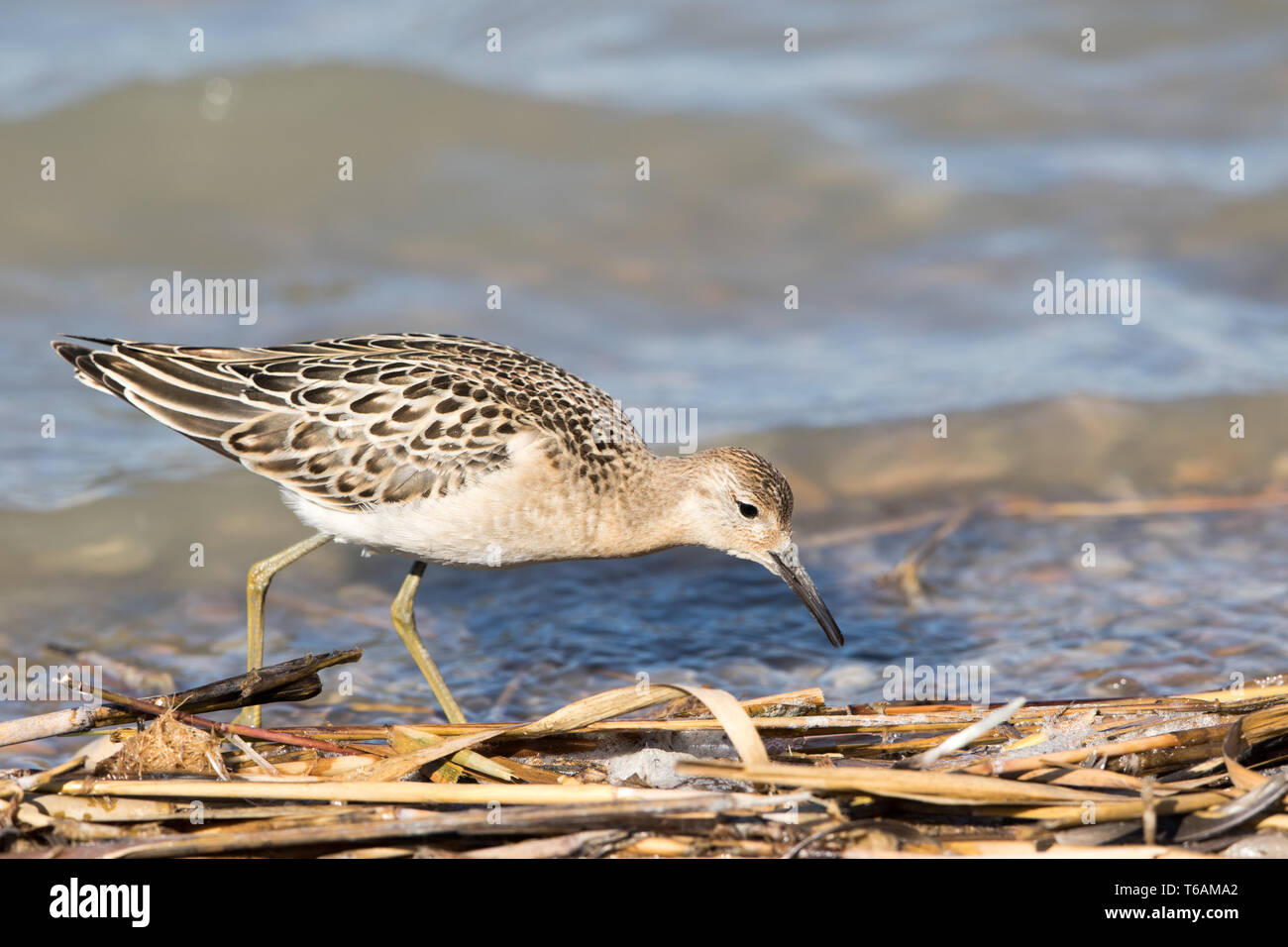 Ruff High Resolution Stock Photography and Images - Alamy