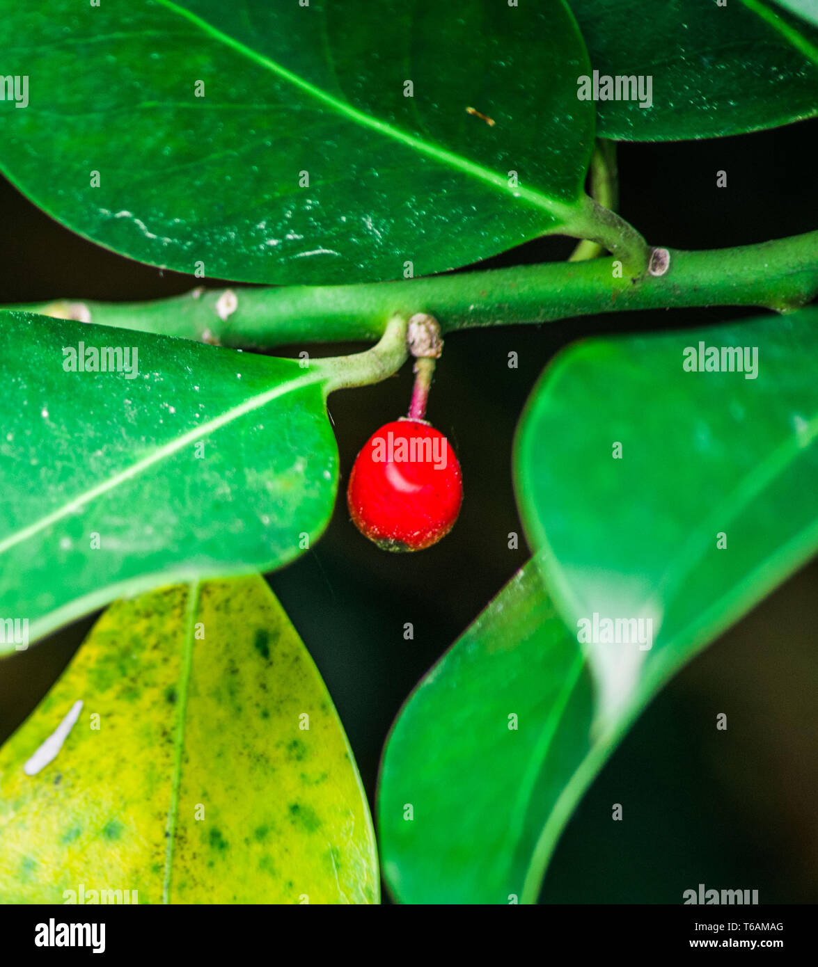 small red berry in the middle of green plants in the nature reserve ...