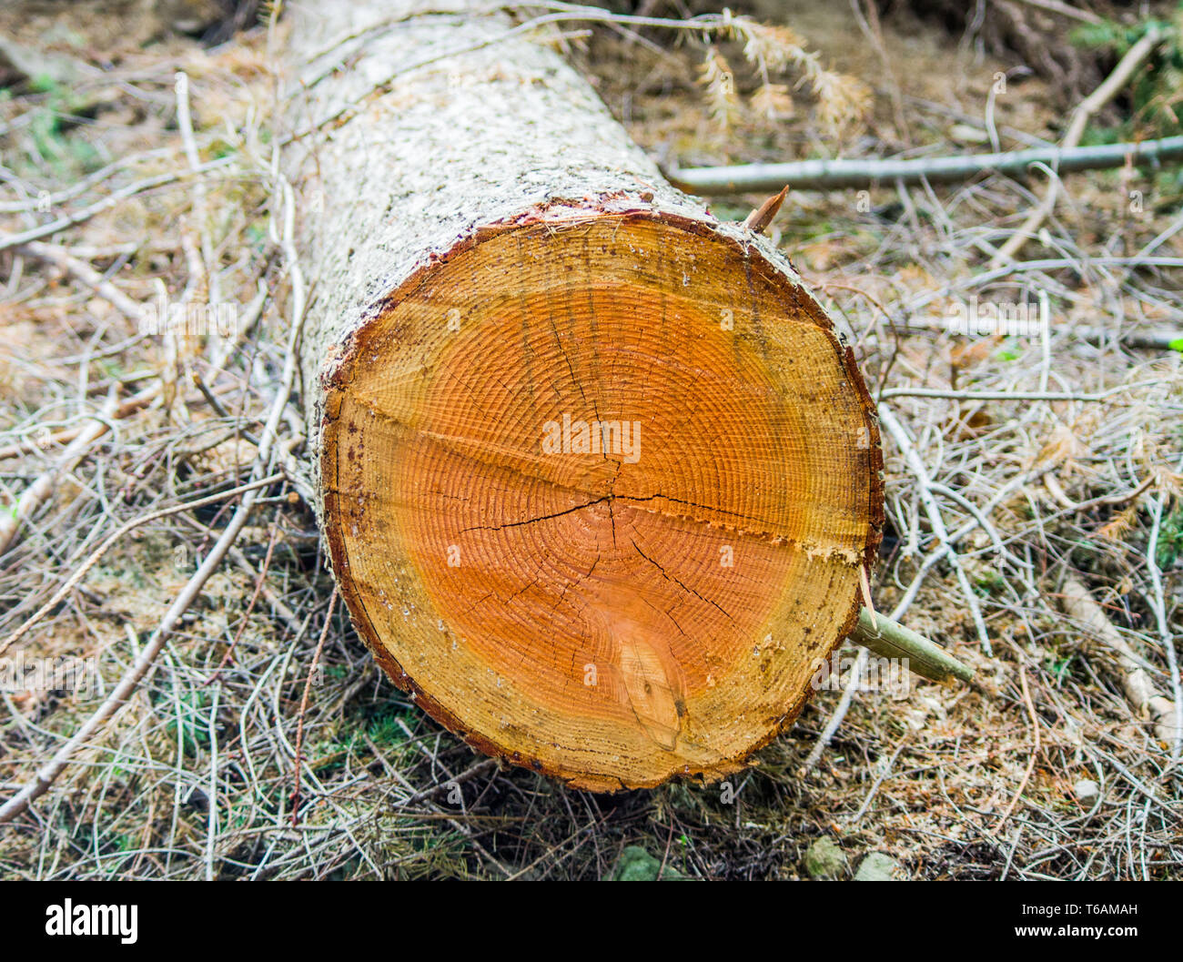 trunk of tree cut from brown and yellow with the rings that mark the ...