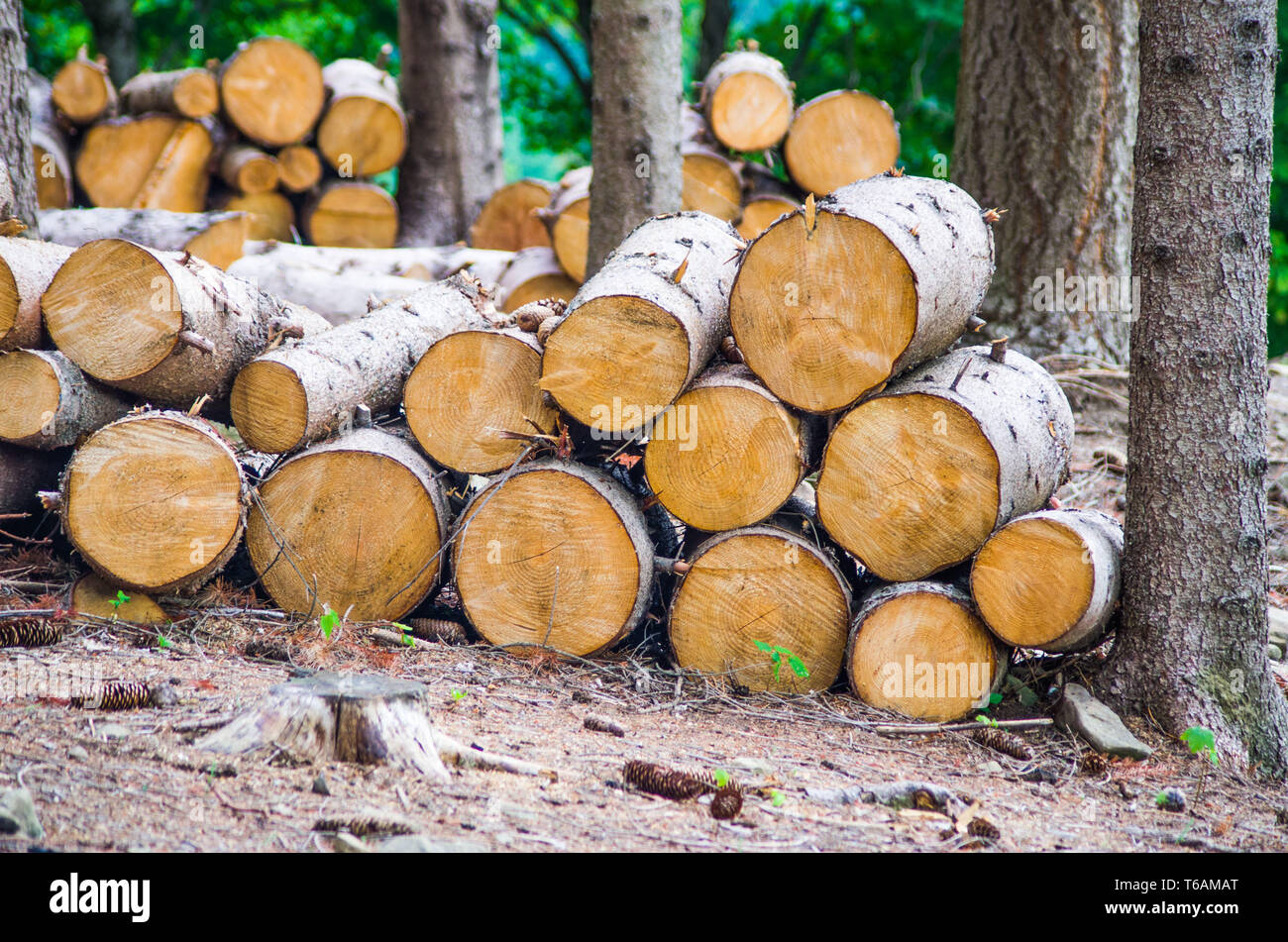 trunks of cut forest trees waiting to be transported down to the valley ...