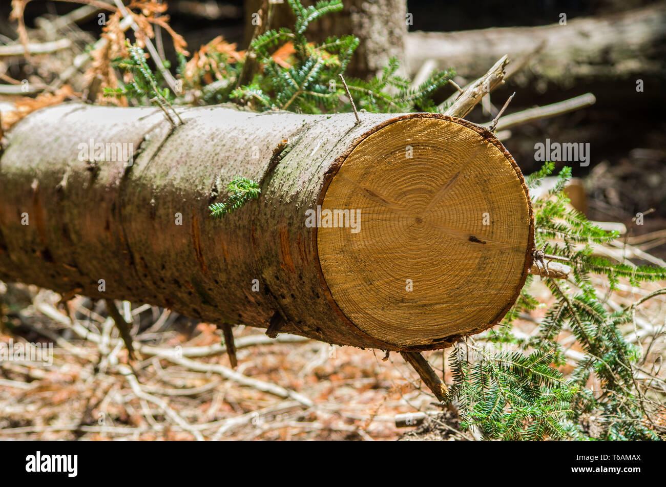 trunk of tree cut from brown and yellow with the rings that mark the ...
