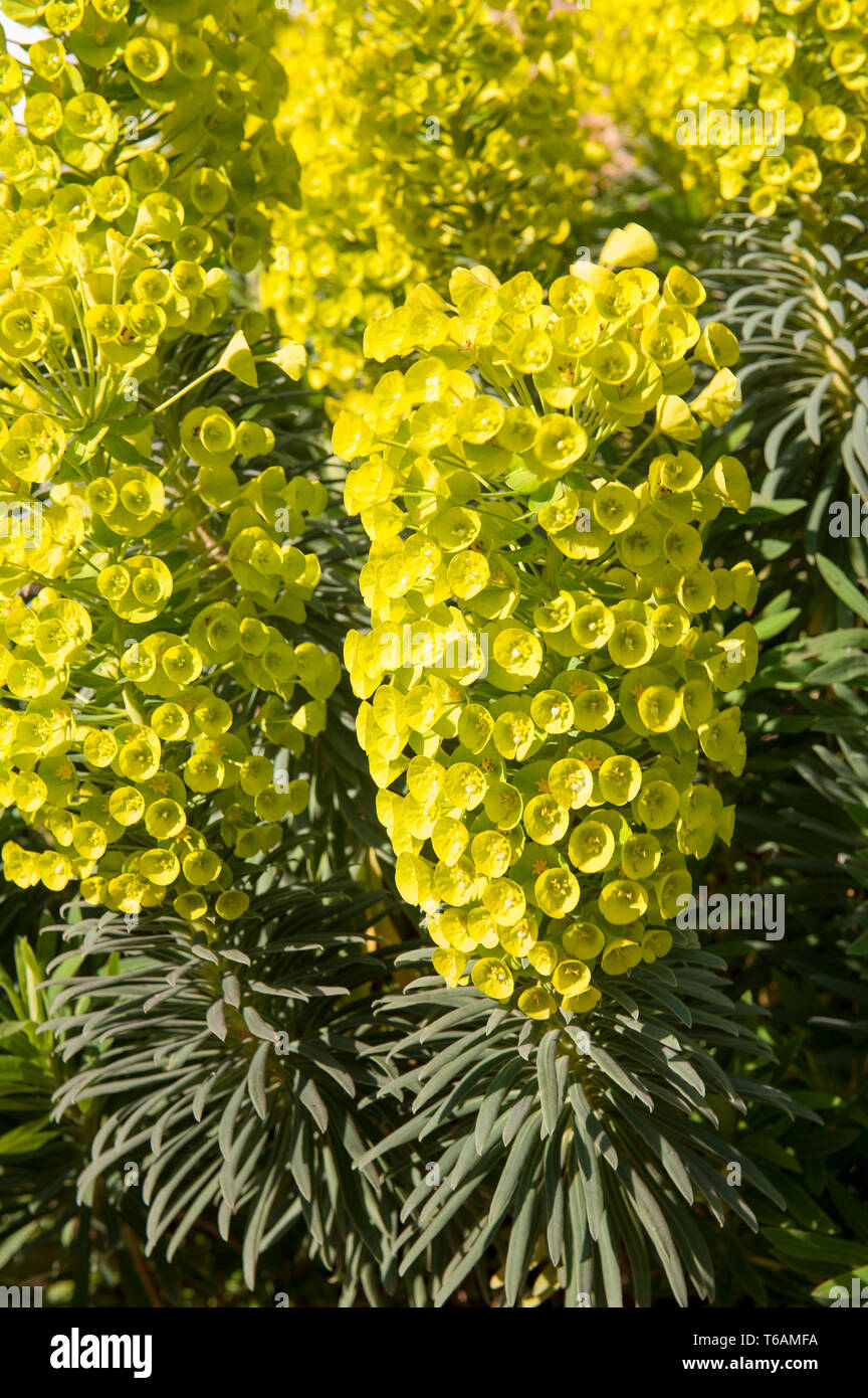 Milky latex sap hi-res stock photography and images - Alamy