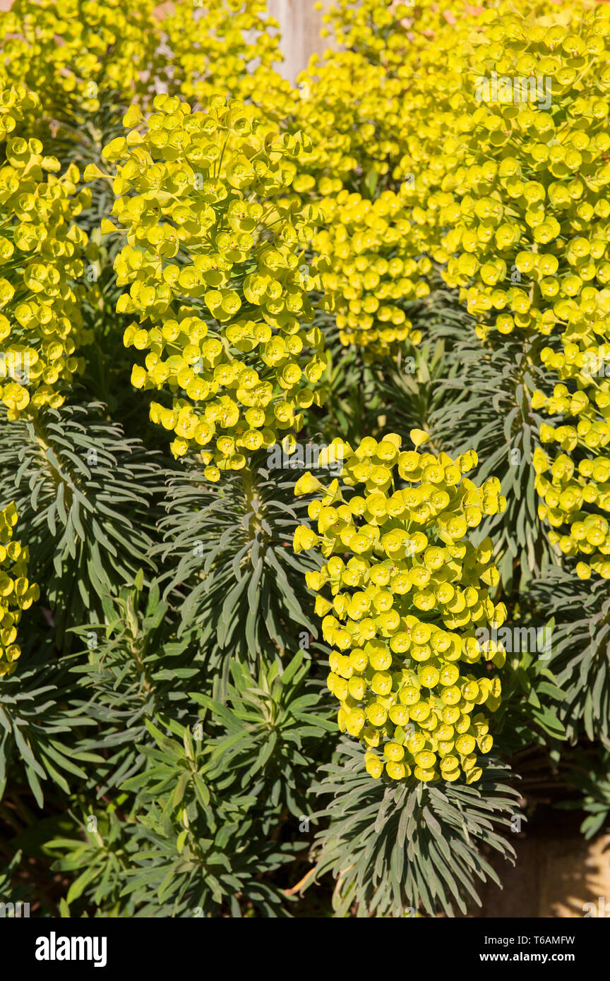 Milky sap hi-res stock photography and images - Alamy