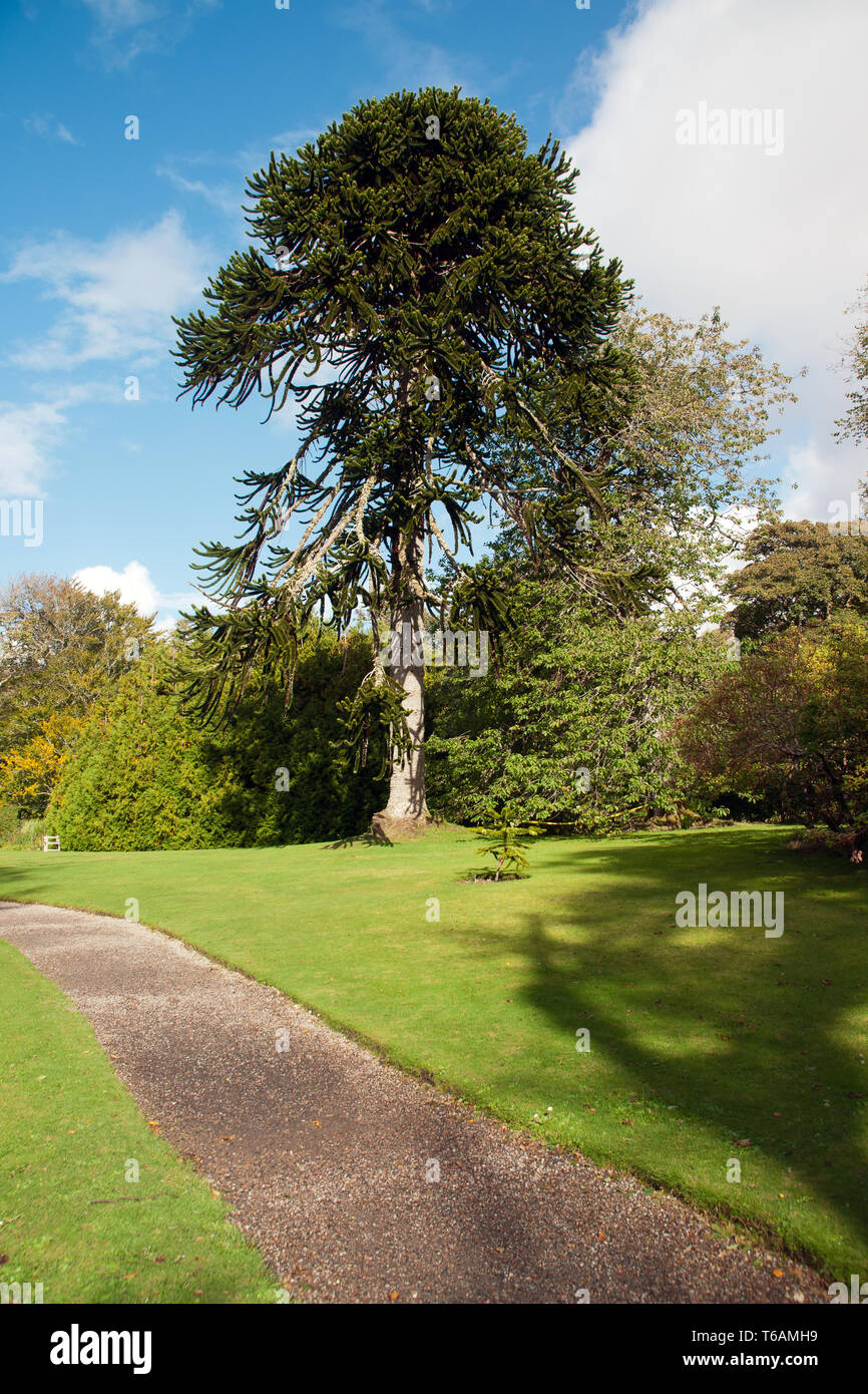 Monkey puzzle tree Stock Photo - Alamy