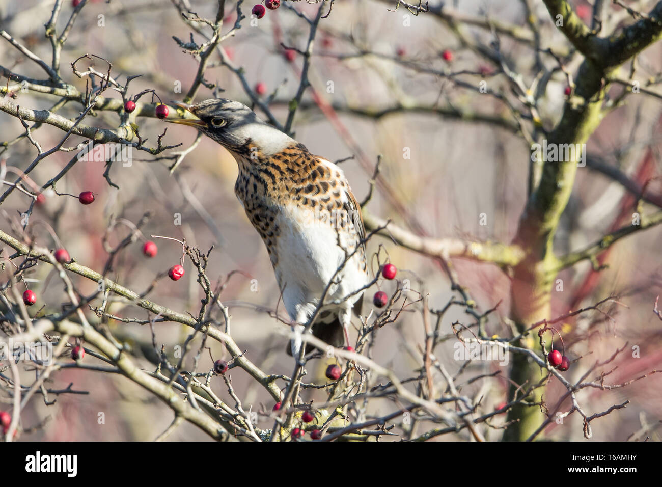 Wild fieldfare hi-res stock photography and images - Alamy