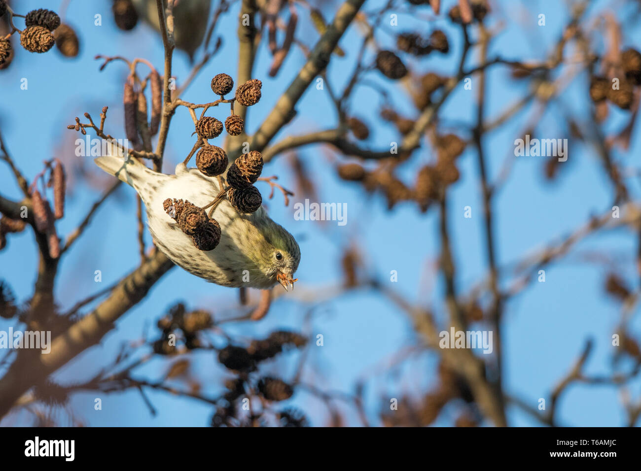 Eurasian siskin hi-res stock photography and images - Alamy