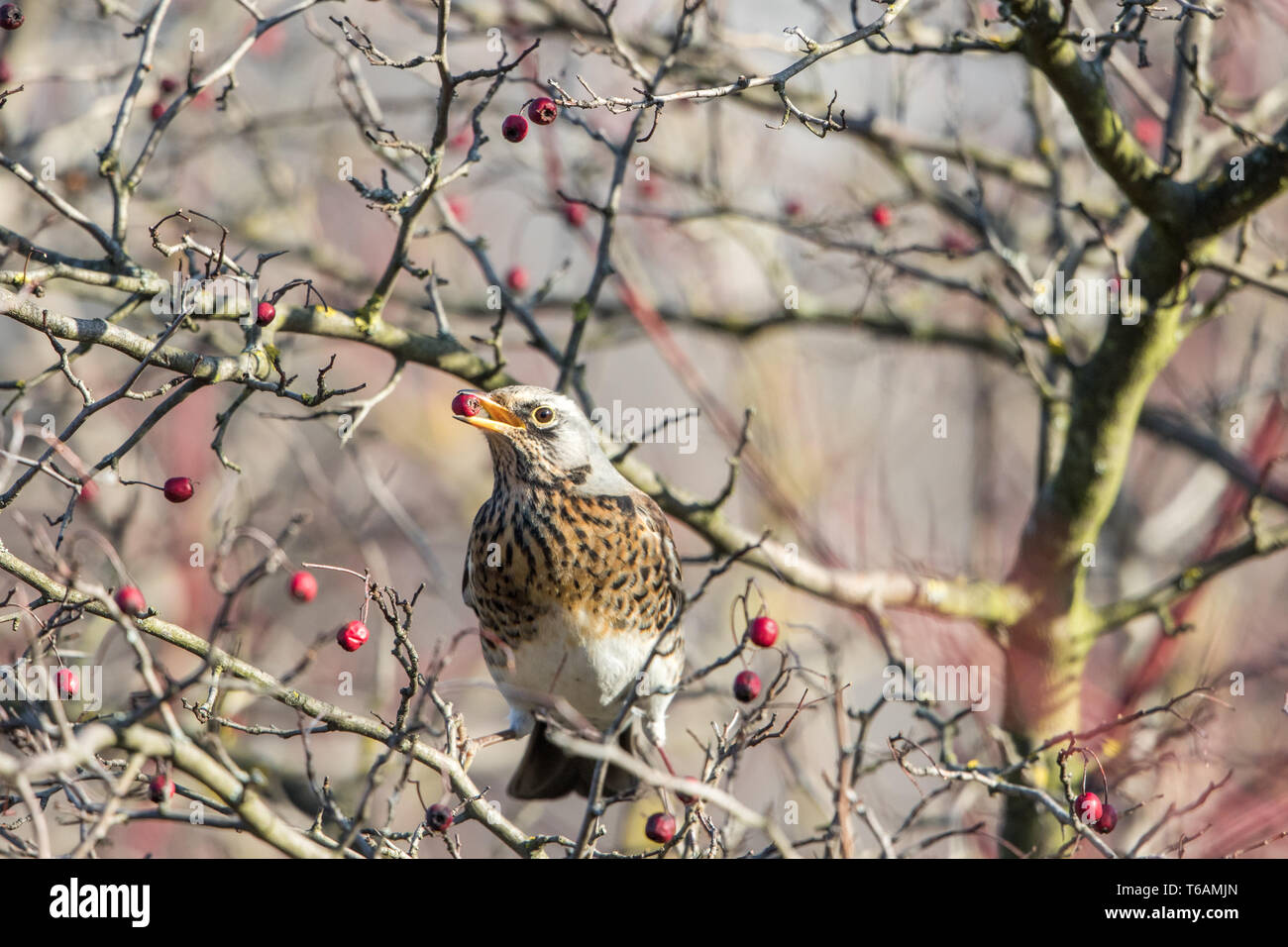 Wild fieldfare hi-res stock photography and images - Alamy