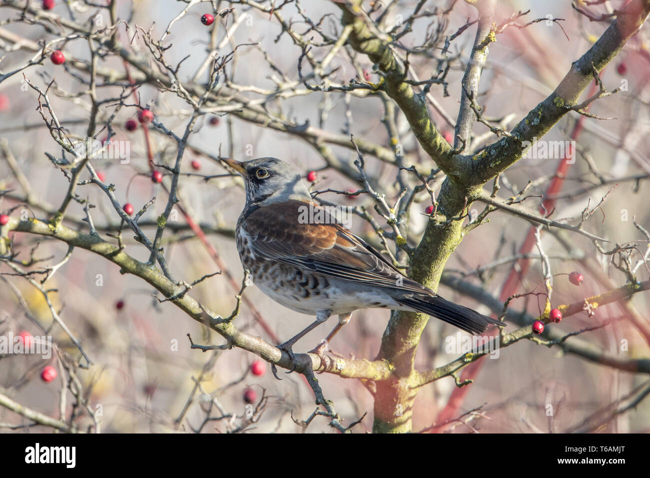 Wild fieldfare hi-res stock photography and images - Alamy