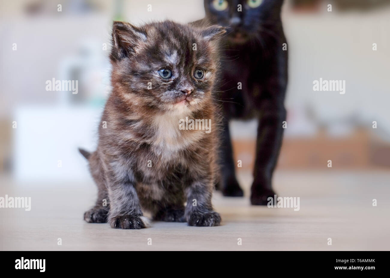 White mother cat two kittens hi-res stock photography and images - Alamy