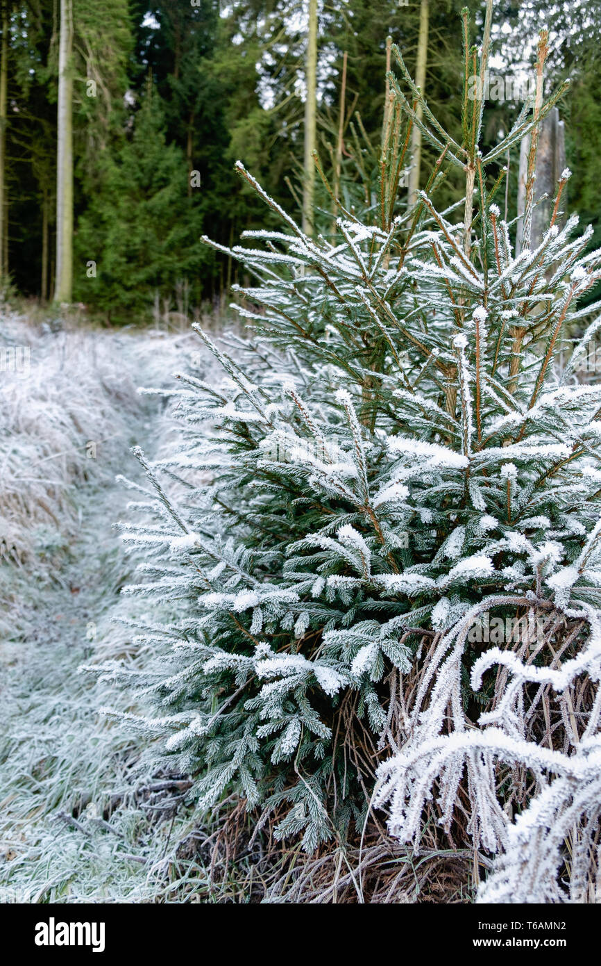 Silver pine tree hi-res stock photography and images - Alamy