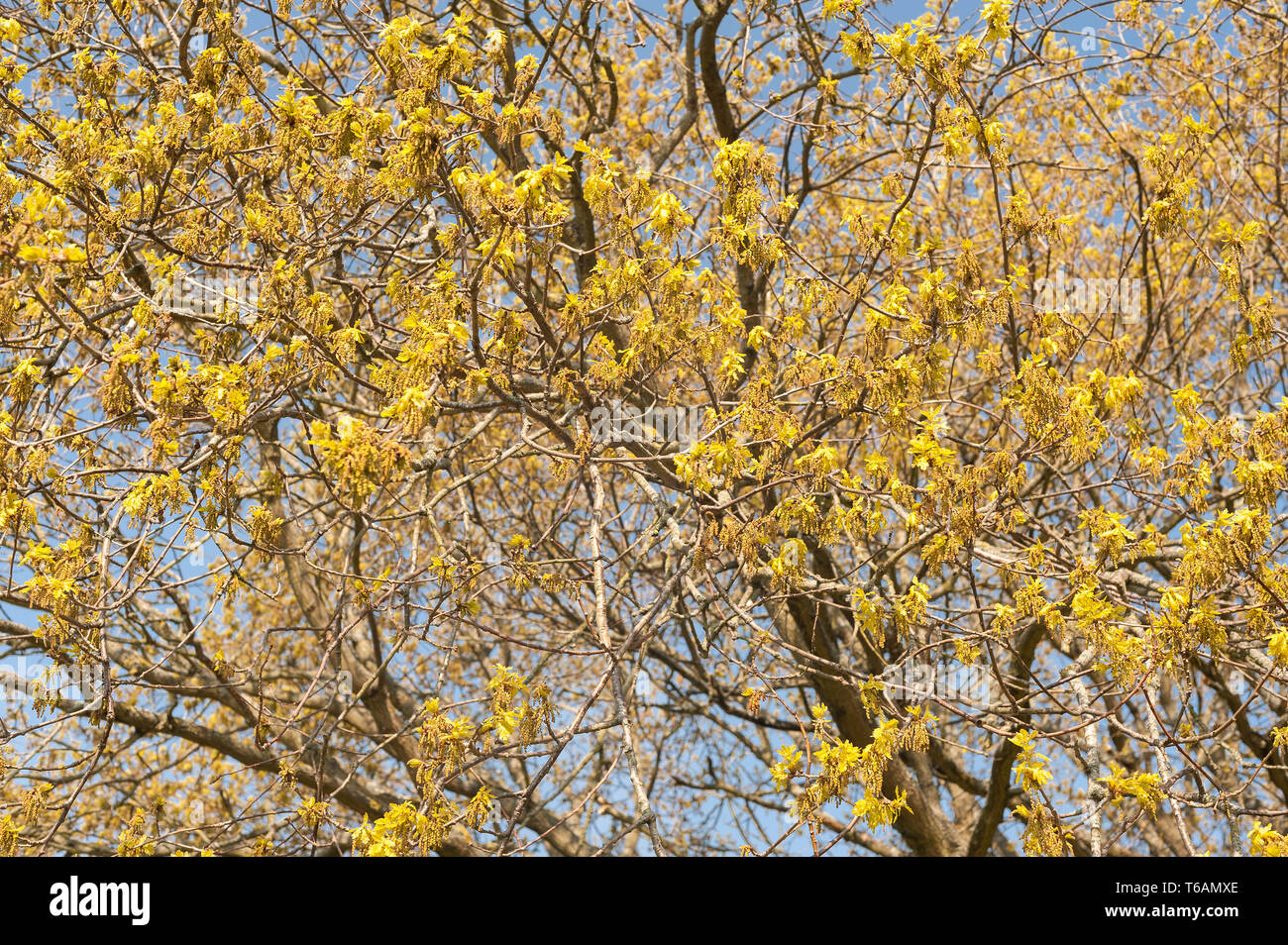 Quercus robur pollen hi-res stock photography and images - Alamy