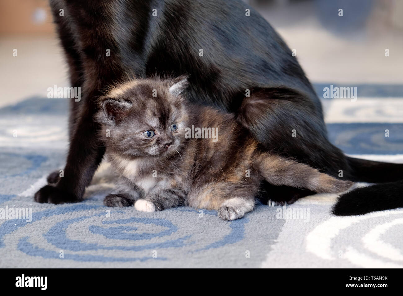 cat with kittens Stock Photo - Alamy