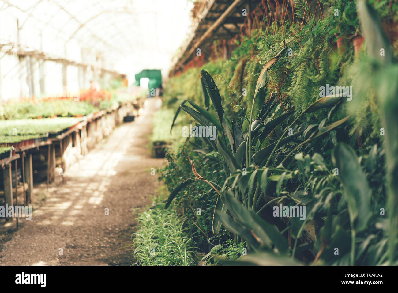 Alley with plants hi-res stock photography and images - Alamy