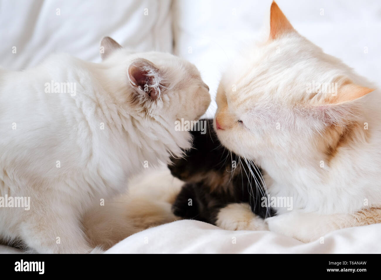 Sacred cat of burma Stock Photo - Alamy