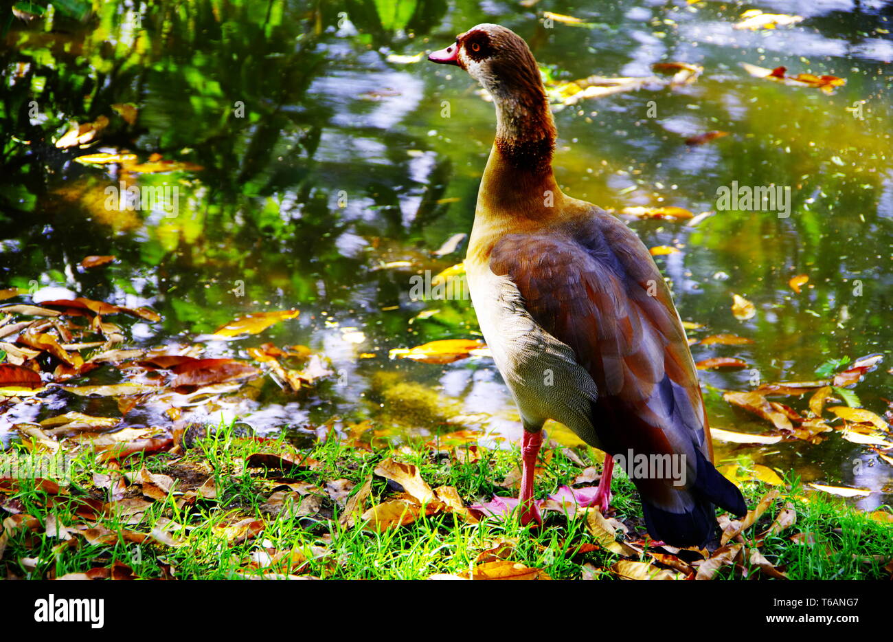 Goose in beautiful feather dress hi-res stock photography and images ...