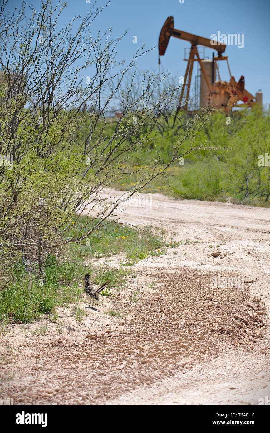 Midland County, Texas USA - 21 April 2019 : A roadrunner is spotted in ...