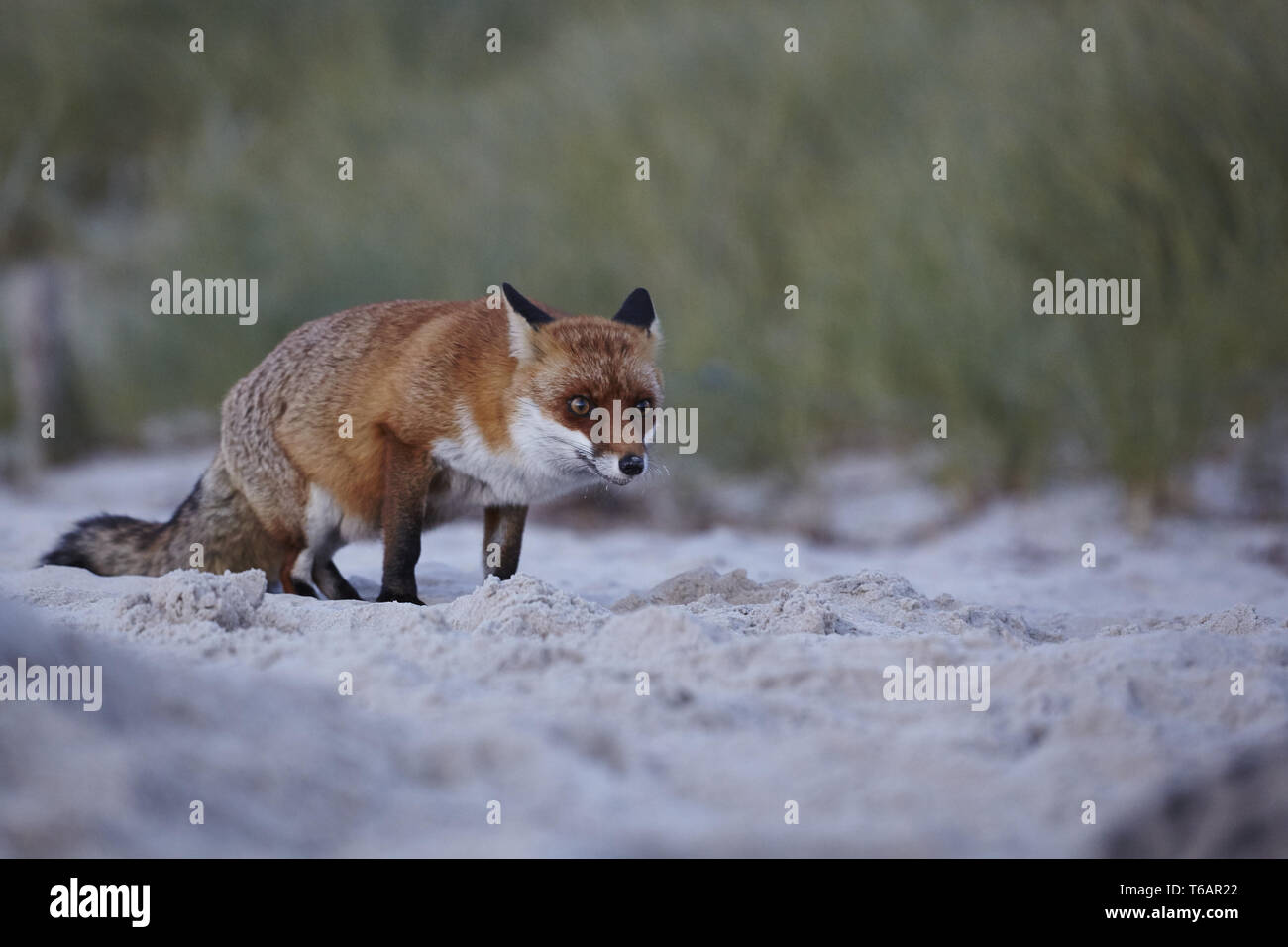 European Red Fox, Germany Stock Photo - Alamy
