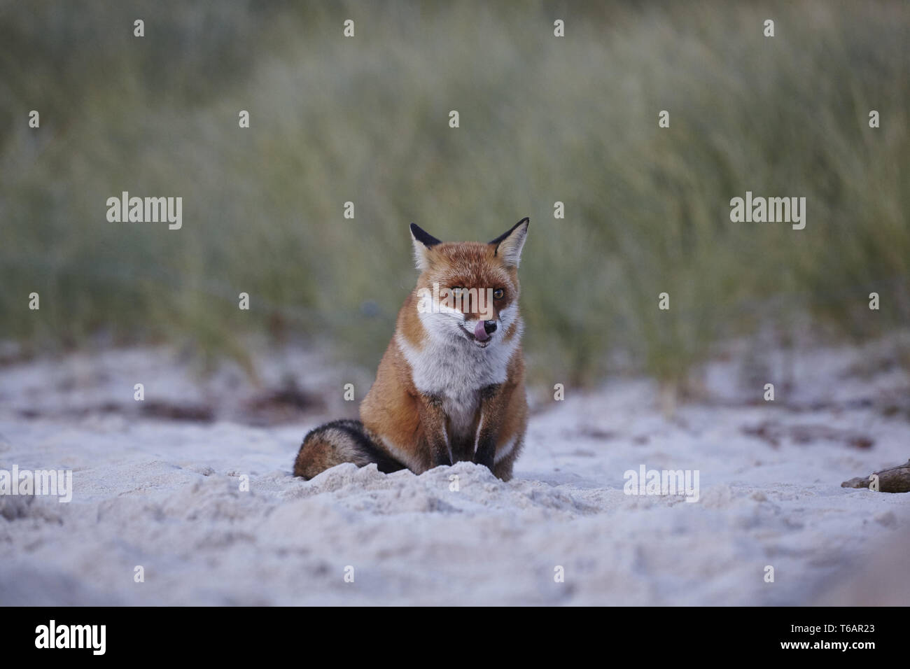 European Red Fox, Germany Stock Photo - Alamy