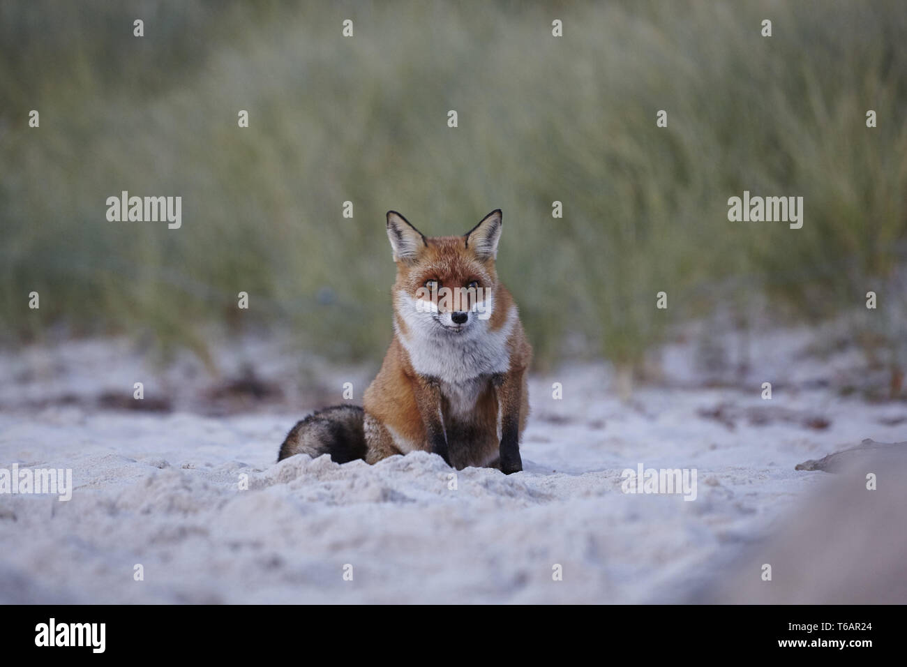 European Red Fox, Germany Stock Photo - Alamy