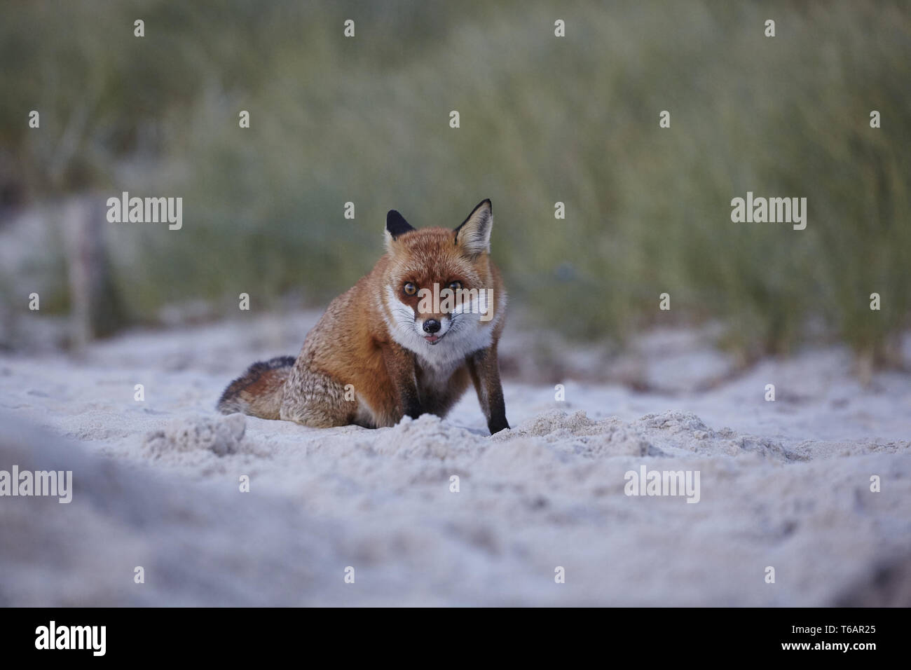 European Red Fox, Germany Stock Photo - Alamy